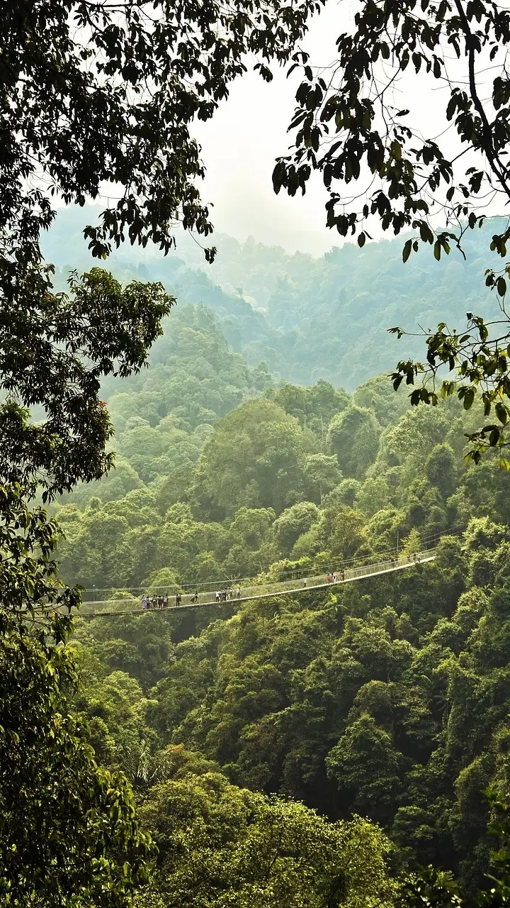 Foret | Fond d'écran 4k