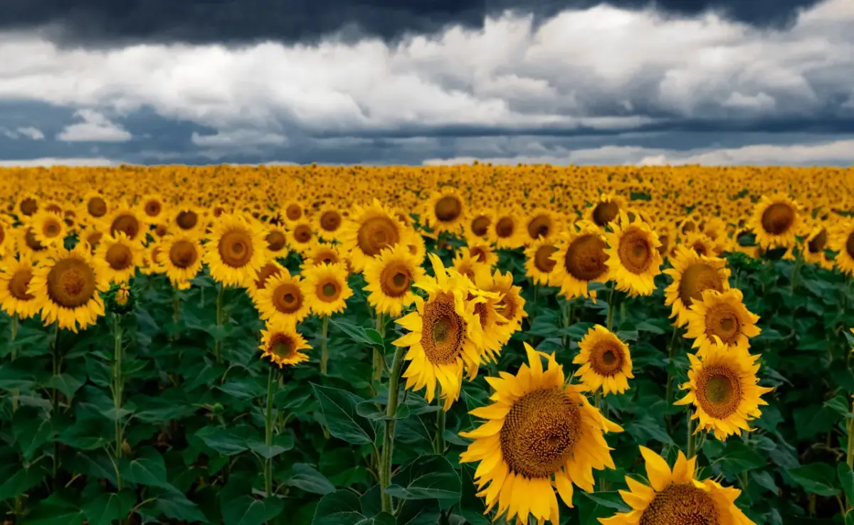 Sunflower Field | Wallpaper 4k