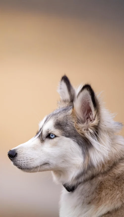 Deer in the snow | Wallpaper 4k