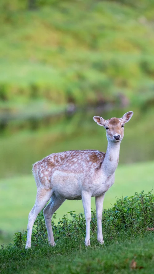 Deer in the snow | Wallpaper 4k