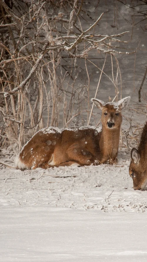 Deer in the snow | Wallpaper 4k
